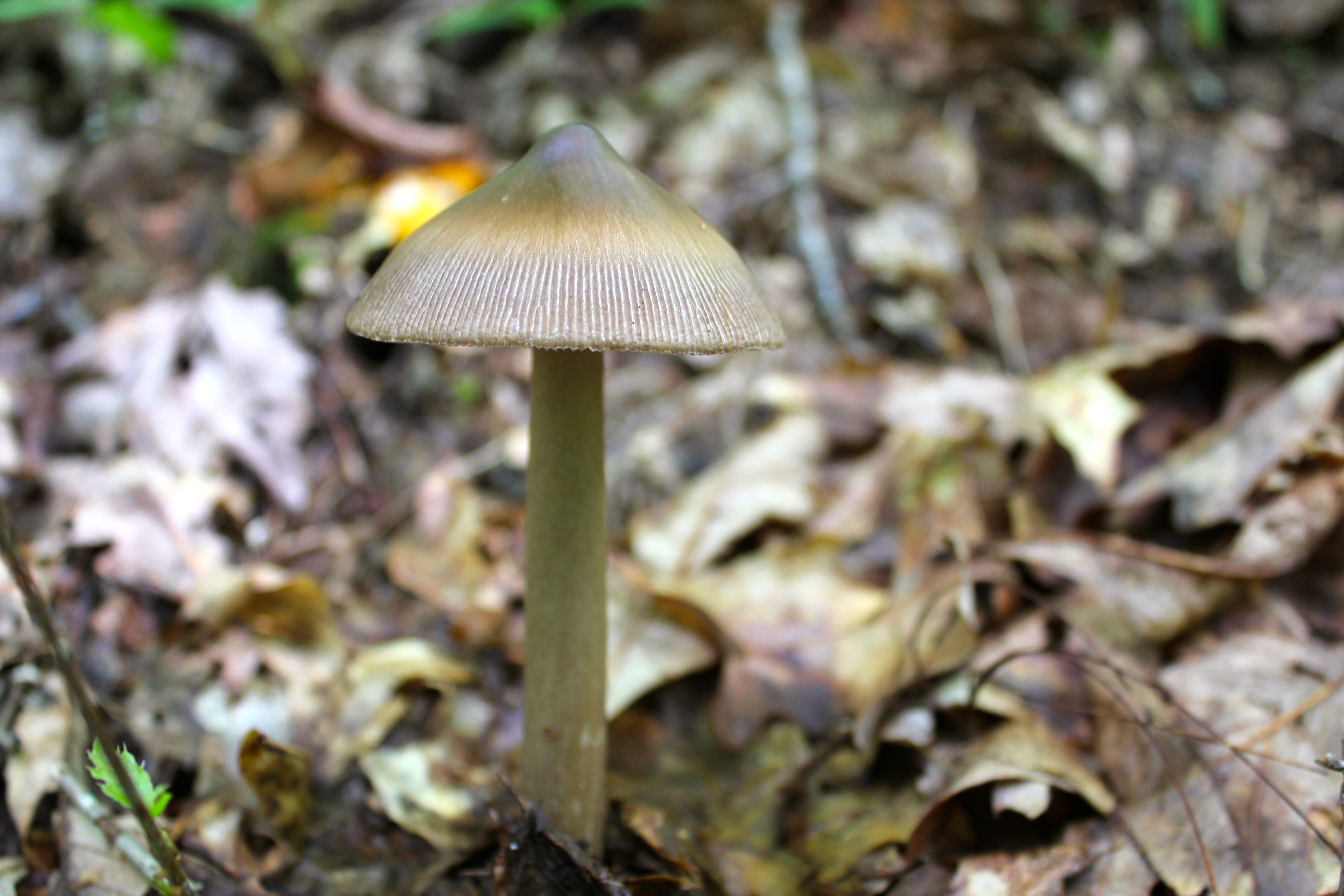 The Grisette and Tawny Grisette – VIRGINIA WILDFLOWERS