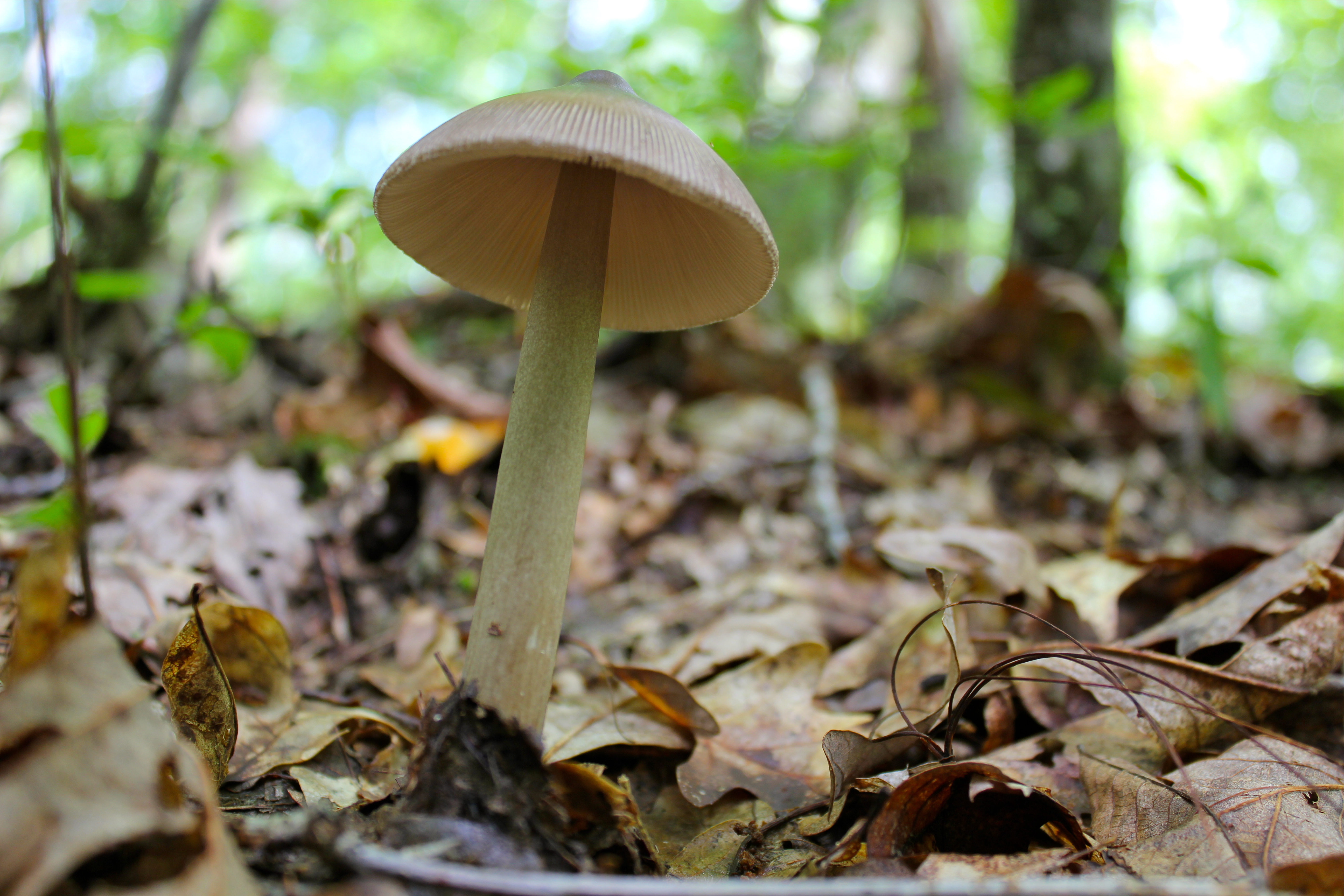 The Grisette and Tawny Grisette – VIRGINIA WILDFLOWERS
