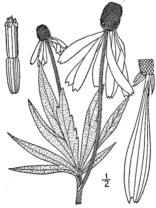 Gray-Headed Coneflower – VIRGINIA WILDFLOWERS