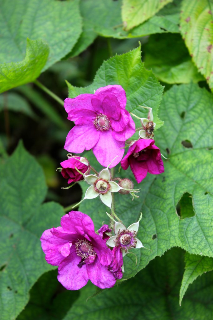 Purple-flowering Raspberry – VIRGINIA WILDFLOWERS