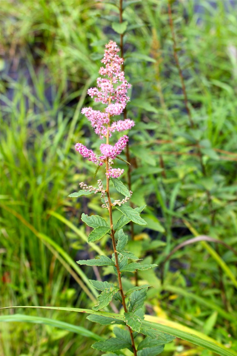 Steeplebush or Hardhack – VIRGINIA WILDFLOWERS