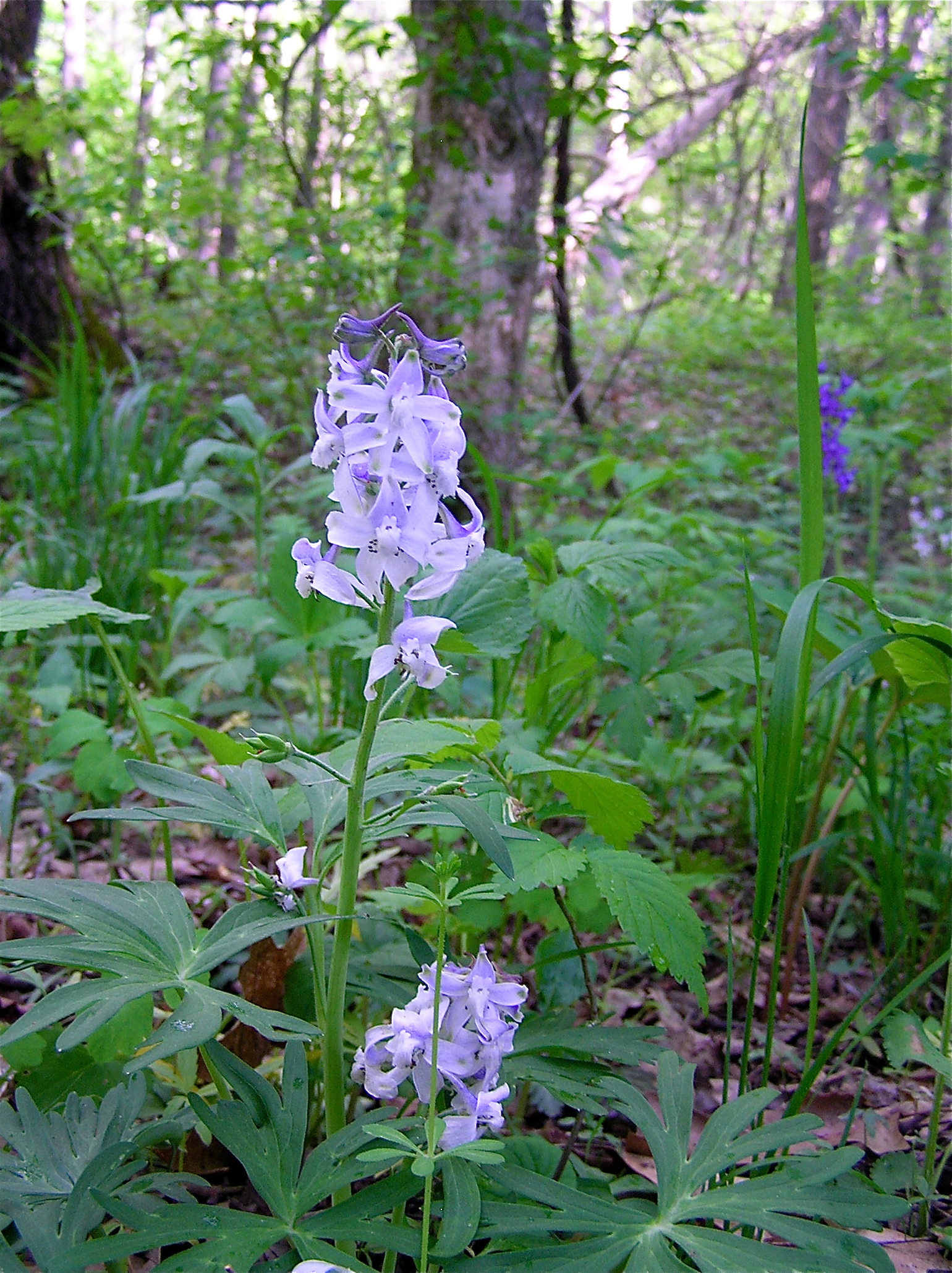 Dwarf Larkspur – VIRGINIA WILDFLOWERS