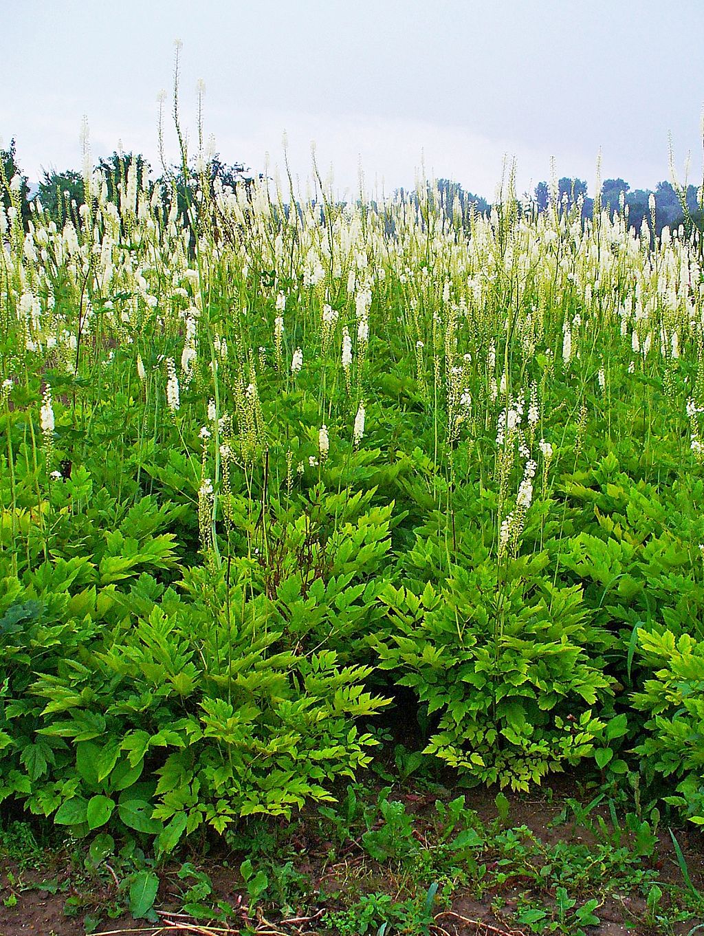cohosh flowers – VIRGINIA WILDFLOWERS