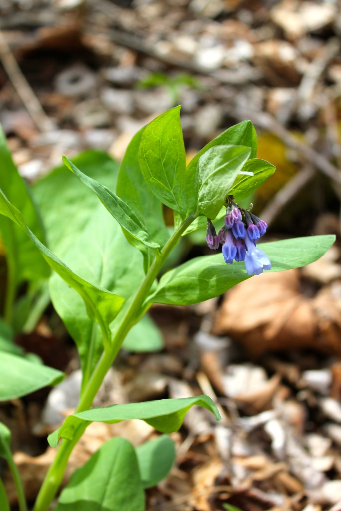Virginia Bluebells – VIRGINIA WILDFLOWERS