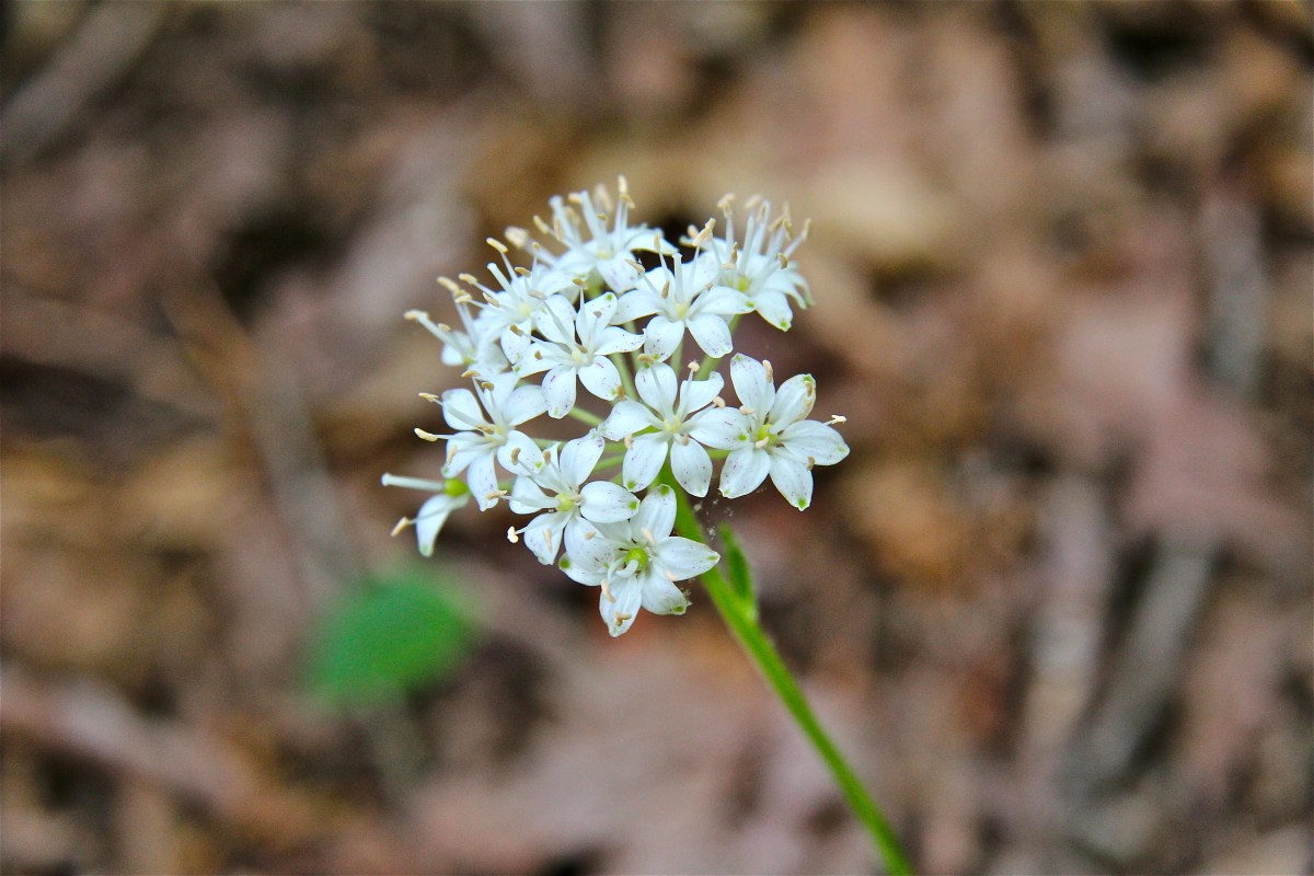 Speckled Wood Lily or Black-bead Lily – VIRGINIA WILDFLOWERS