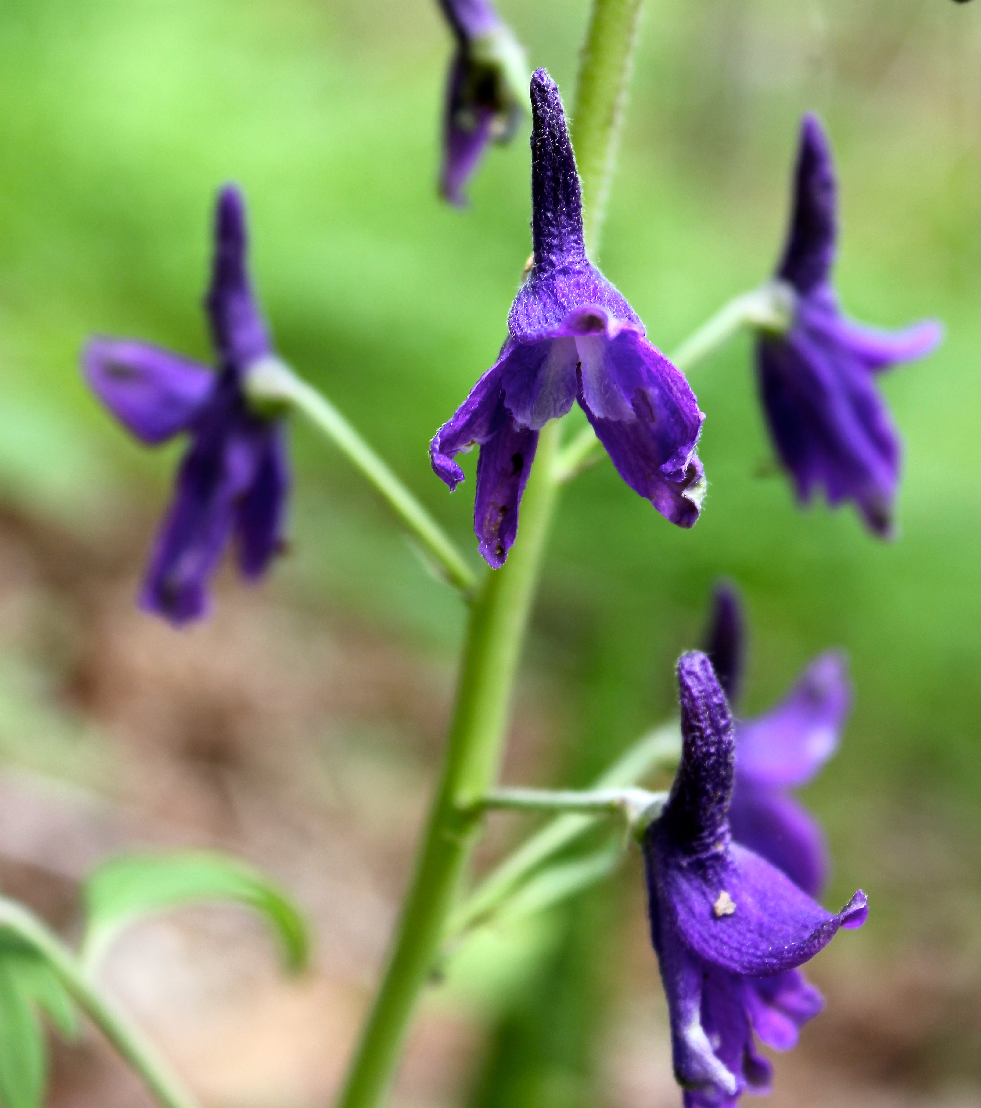 Dwarf Larkspur – VIRGINIA WILDFLOWERS