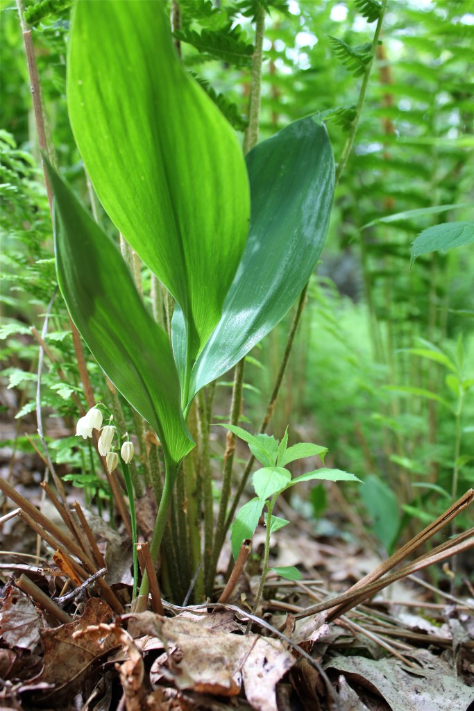 American Lily-of-the-Valley – VIRGINIA WILDFLOWERS