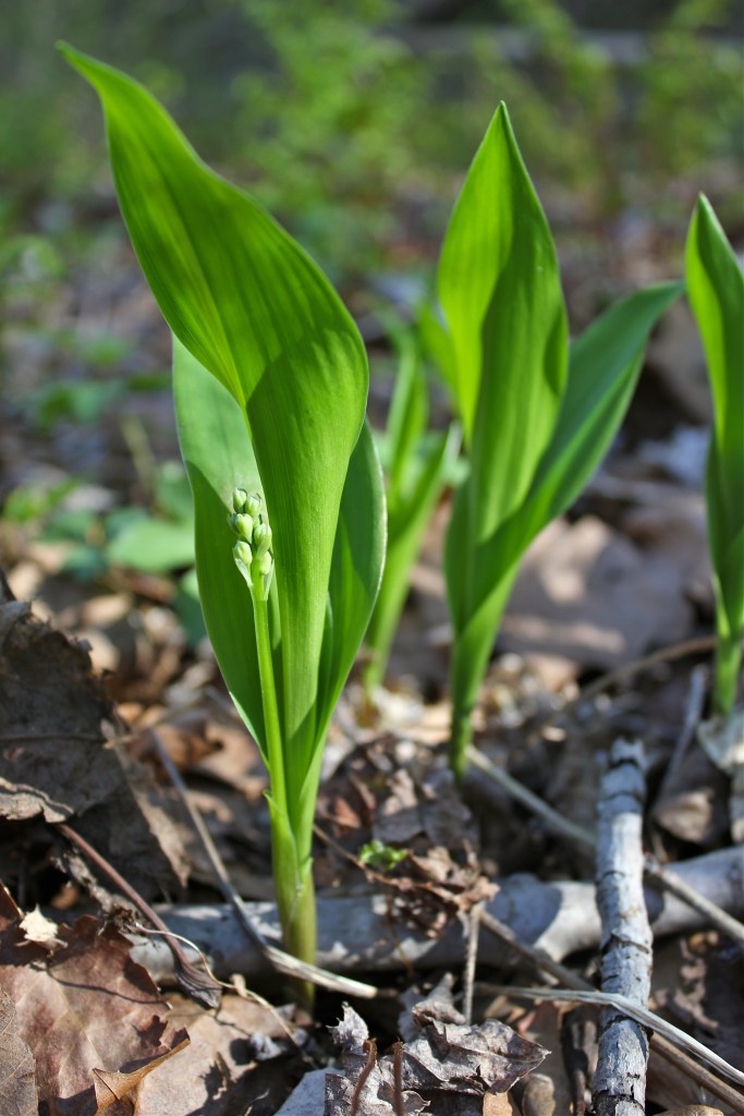 American Lily-of-the-Valley – VIRGINIA WILDFLOWERS