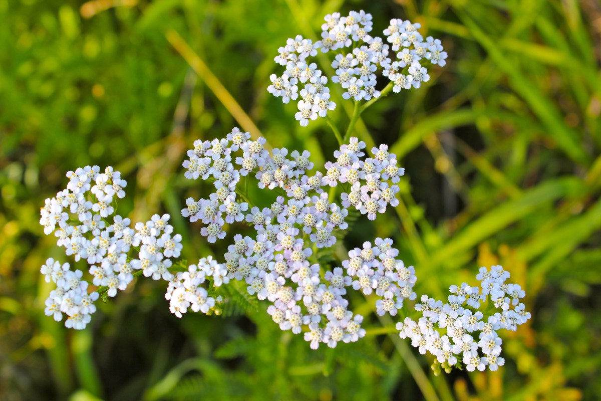 Yarrow – VIRGINIA WILDFLOWERS