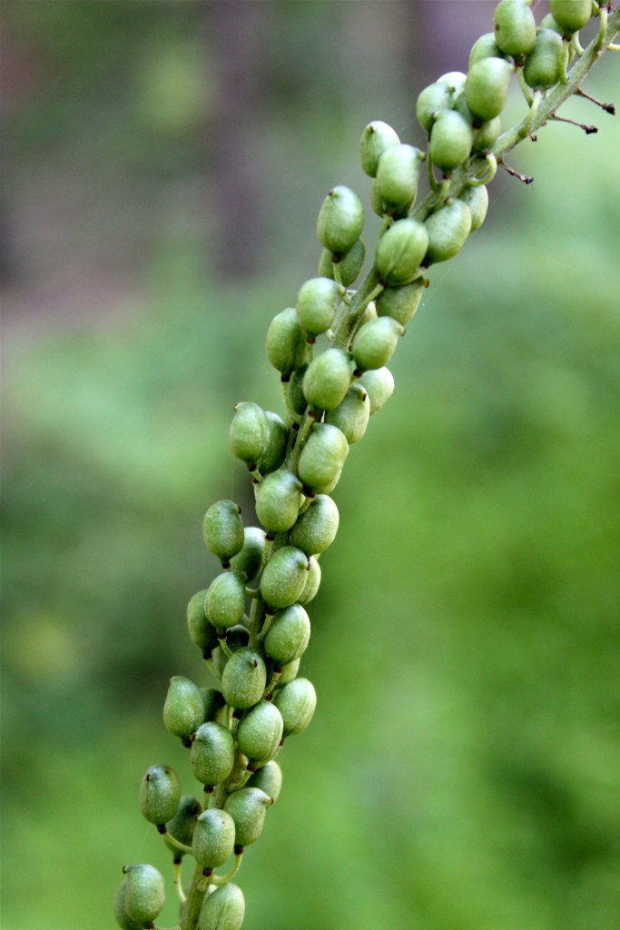 Black Cohosh – VIRGINIA WILDFLOWERS