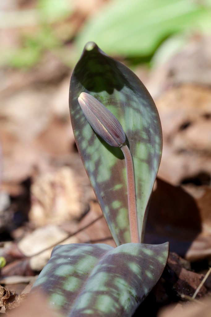 Trout Lily – VIRGINIA WILDFLOWERS