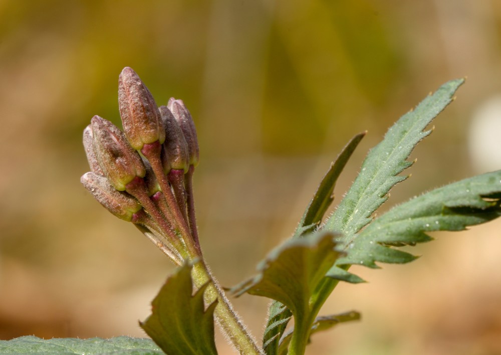Cutleaf Toothwort – VIRGINIA WILDFLOWERS