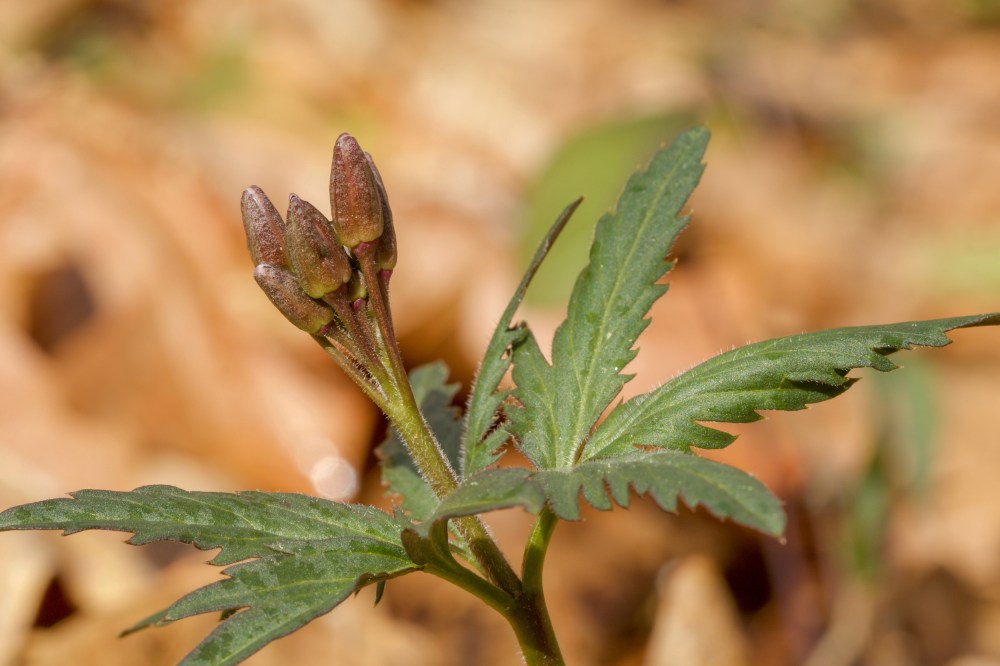 Cutleaf Toothwort – VIRGINIA WILDFLOWERS