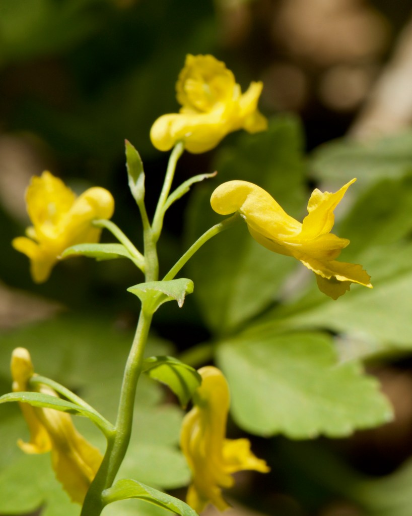 Yellow Corydalis – VIRGINIA WILDFLOWERS