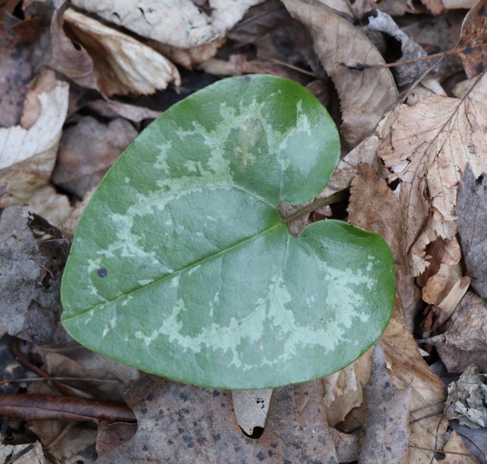 Heartleaf – VIRGINIA WILDFLOWERS