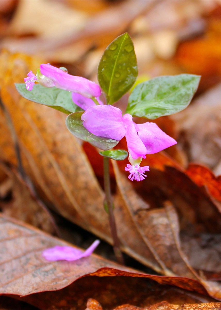 Gaywings – VIRGINIA WILDFLOWERS