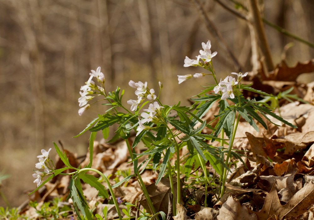 Cutleaf Toothwort – VIRGINIA WILDFLOWERS