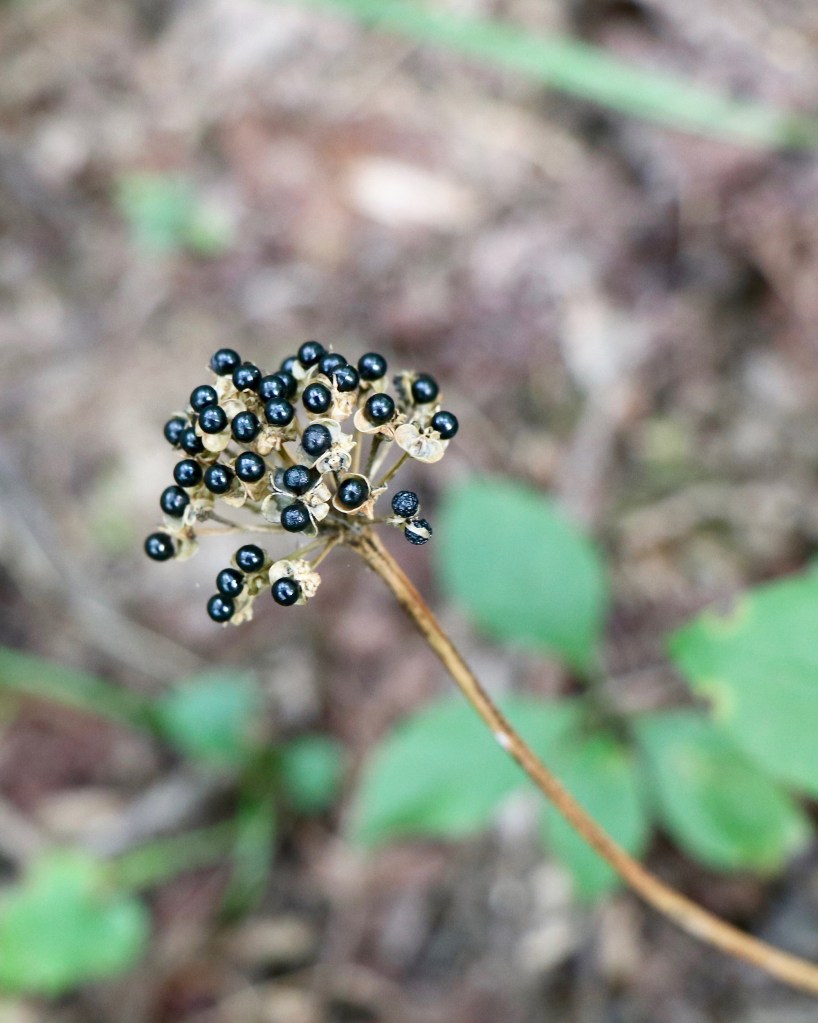 RAMPS! – VIRGINIA WILDFLOWERS