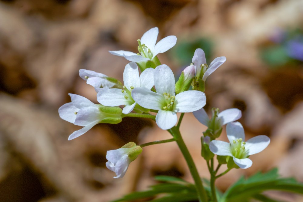 Cutleaf Toothwort – VIRGINIA WILDFLOWERS