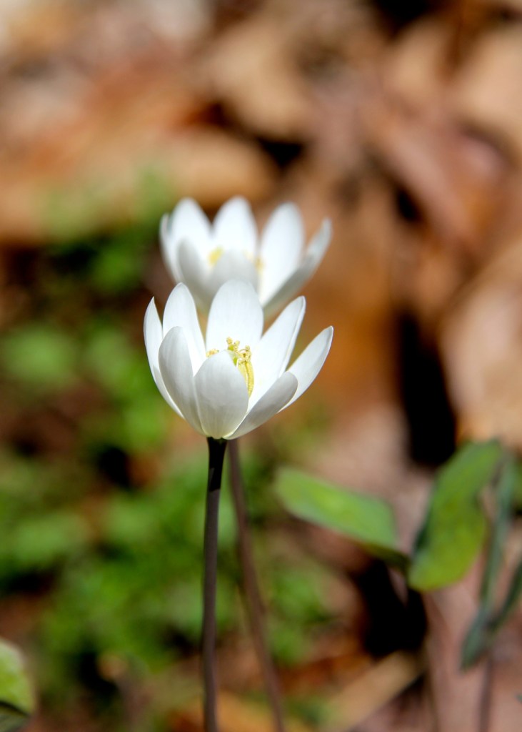 Twin Leaf – VIRGINIA WILDFLOWERS