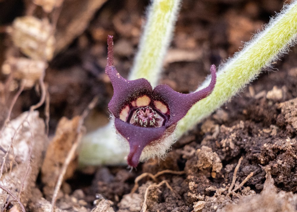 Wild Ginger – VIRGINIA WILDFLOWERS