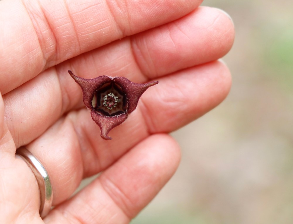 Wild Ginger – VIRGINIA WILDFLOWERS