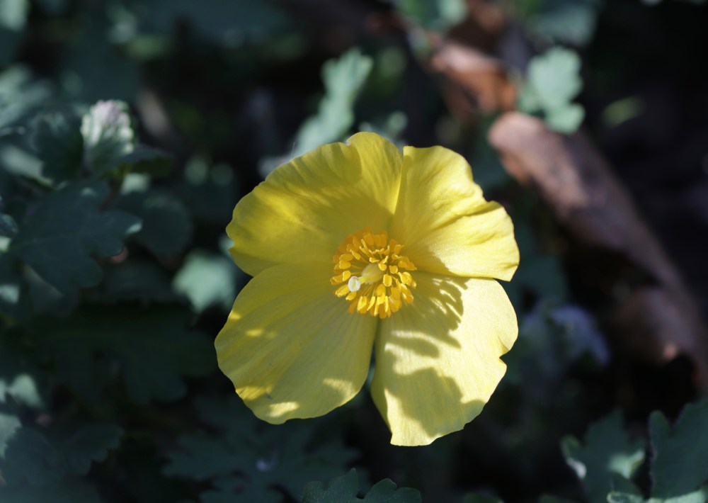 Wood Poppy – VIRGINIA WILDFLOWERS