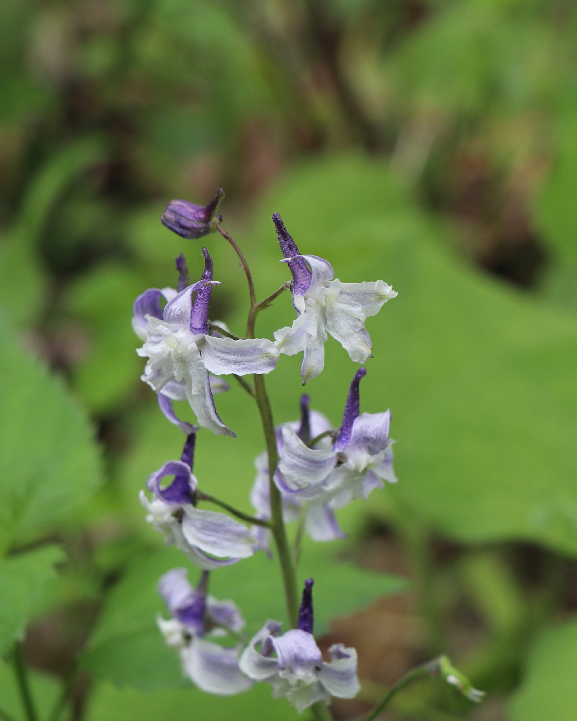 Dwarf Larkspur – VIRGINIA WILDFLOWERS