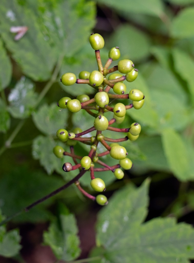 White Baneberry – VIRGINIA WILDFLOWERS
