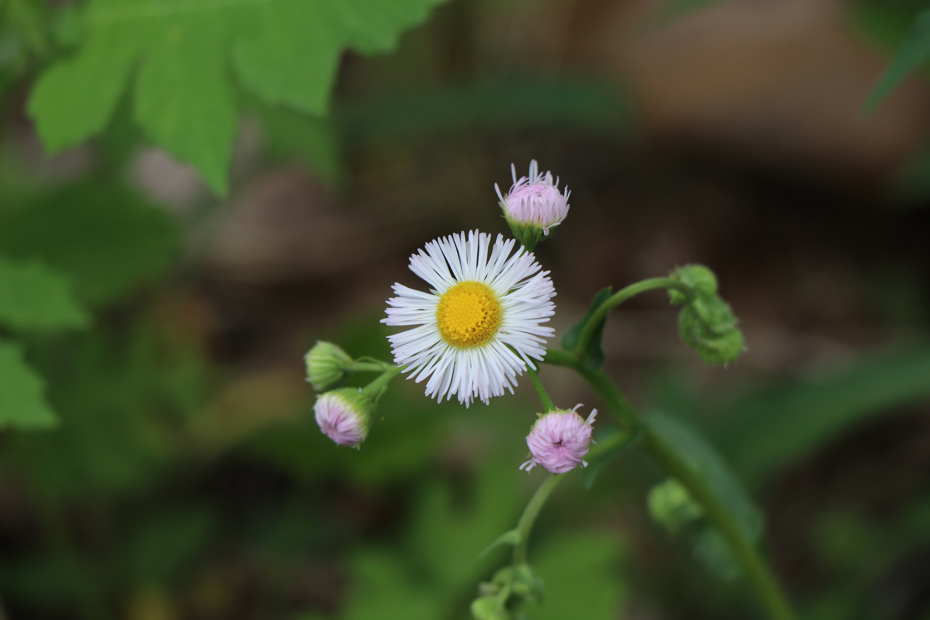 Philadelphia Fleabane or Common Fleabane – VIRGINIA WILDFLOWERS