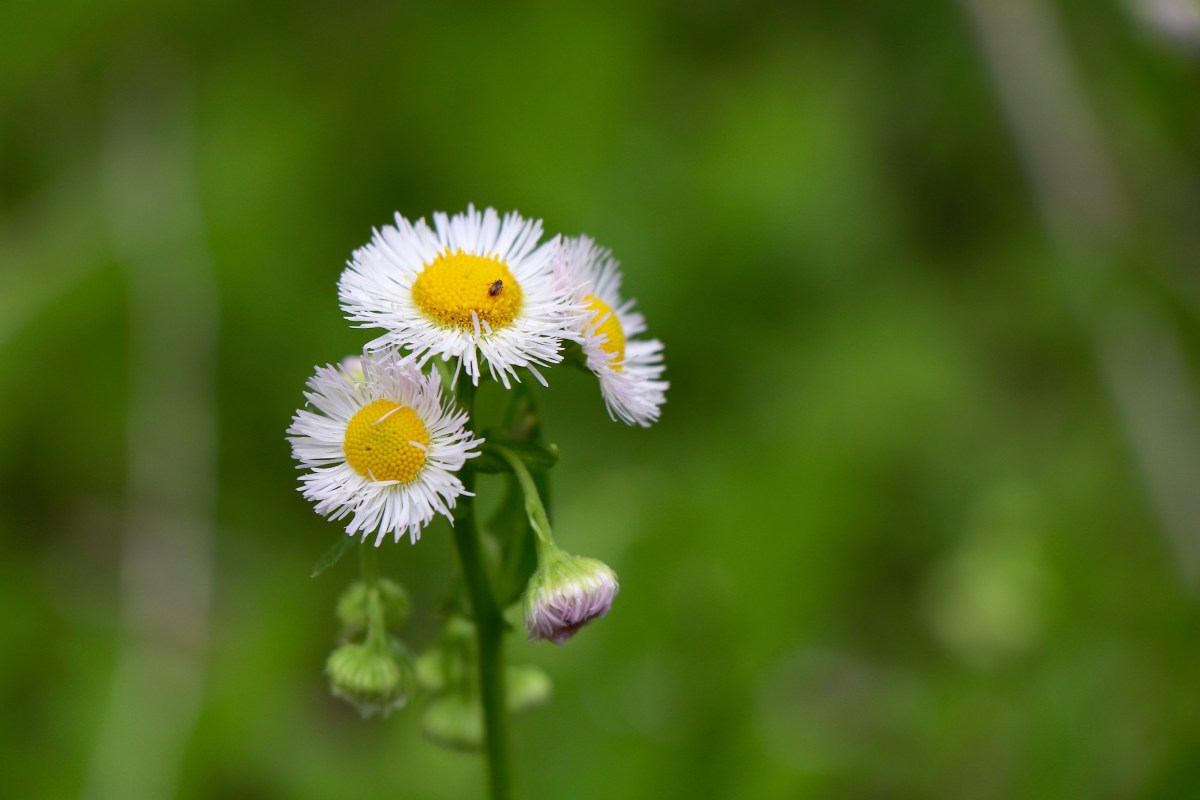 Philadelphia Fleabane or Common Fleabane – VIRGINIA WILDFLOWERS