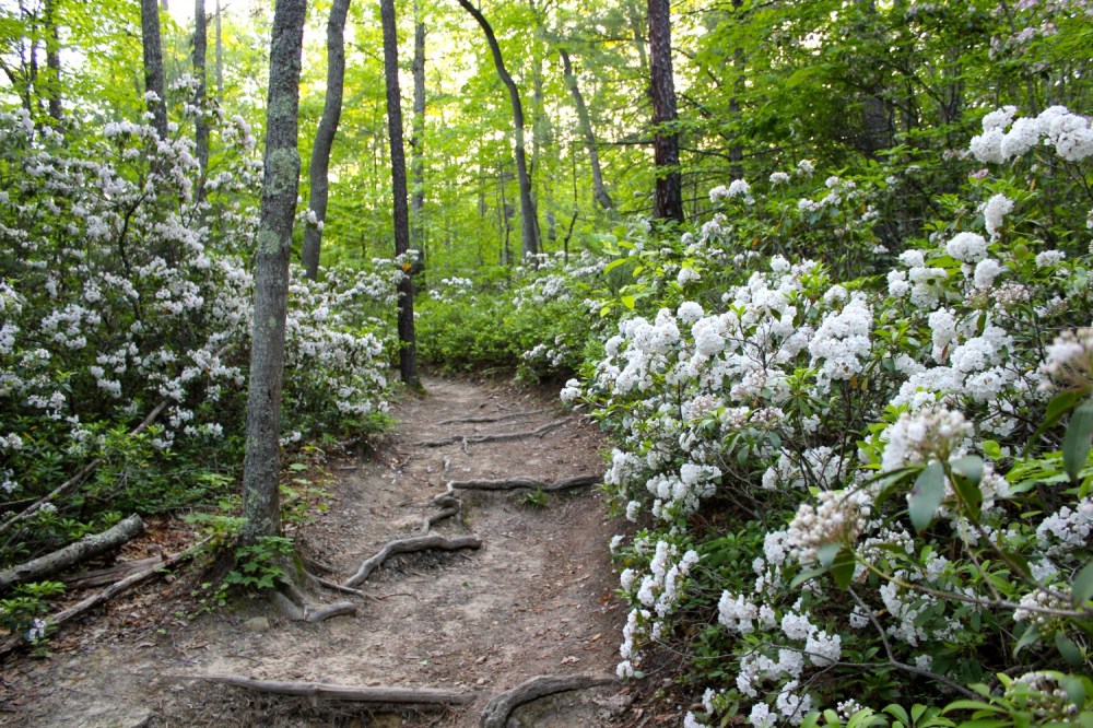 Mountain Laurel – VIRGINIA WILDFLOWERS