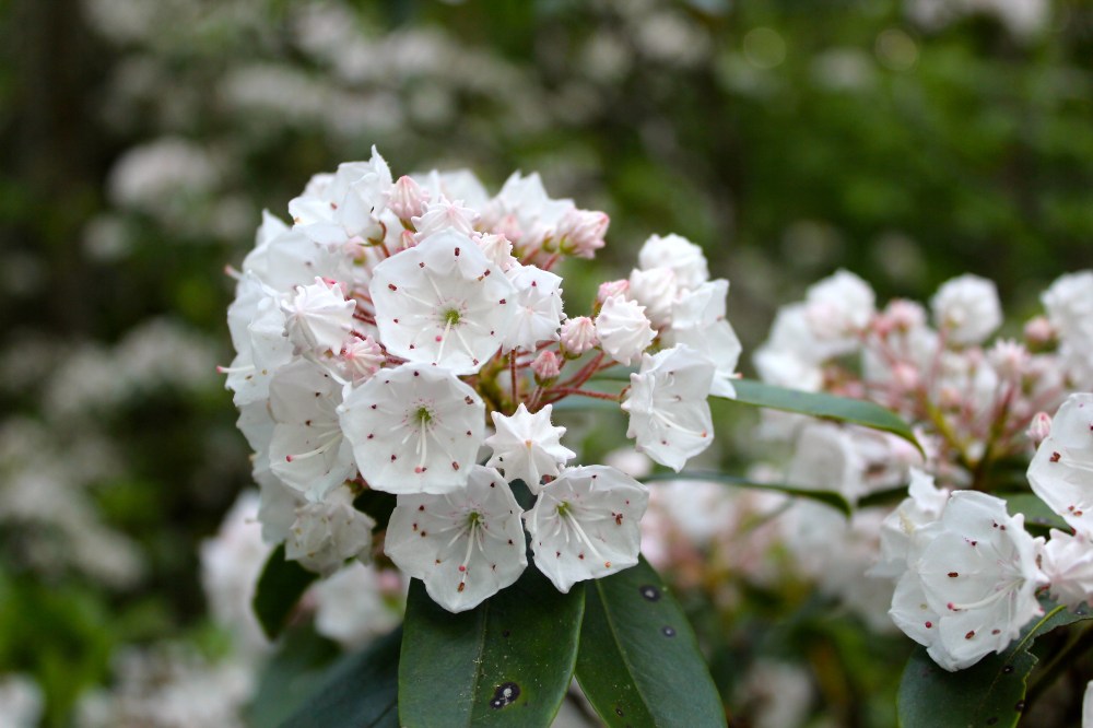 Mountain Laurel – VIRGINIA WILDFLOWERS