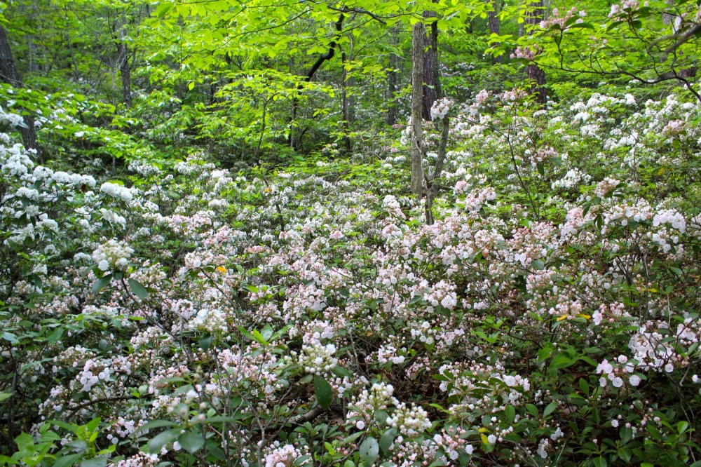 Mountain Laurel – VIRGINIA WILDFLOWERS