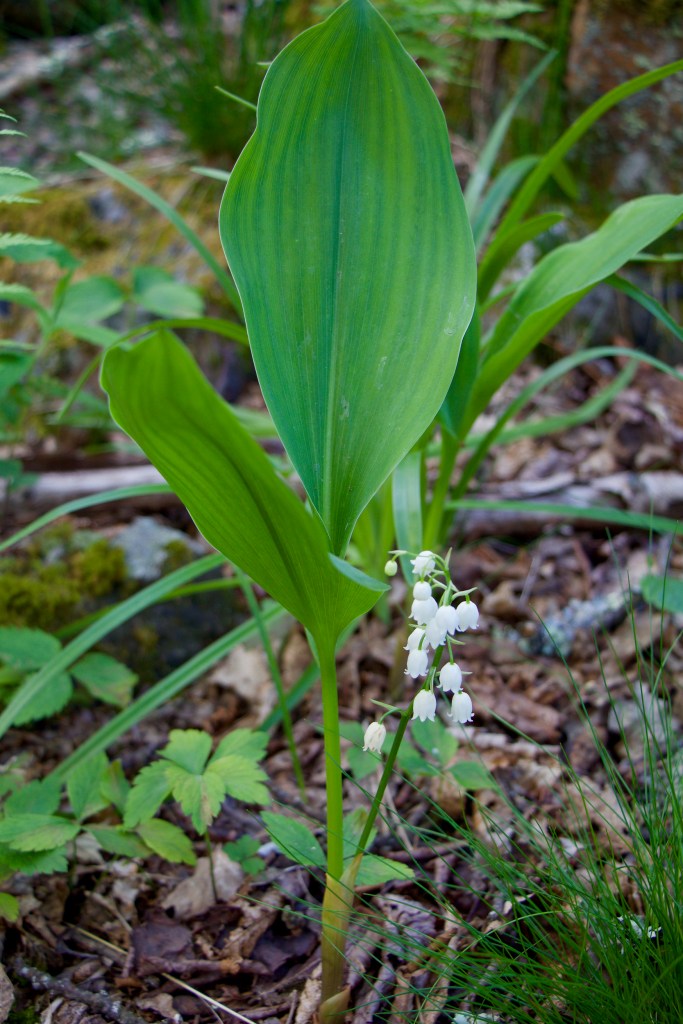 American Lily-of-the-Valley – VIRGINIA WILDFLOWERS