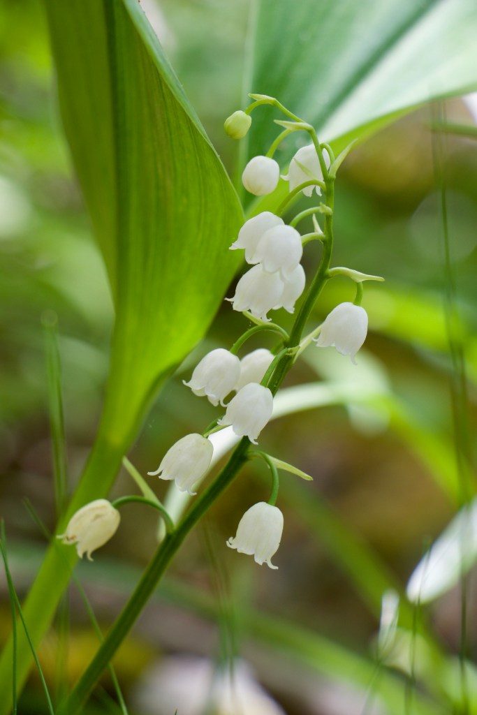 American Lily-of-the-Valley – VIRGINIA WILDFLOWERS