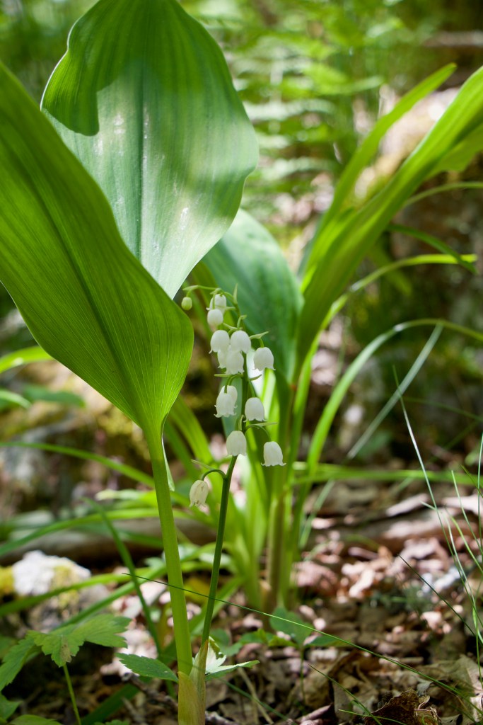 American Lily-of-the-Valley – VIRGINIA WILDFLOWERS