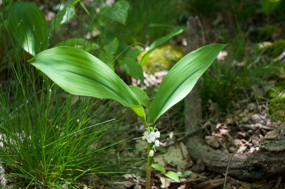 American Lily-of-the-Valley – VIRGINIA WILDFLOWERS