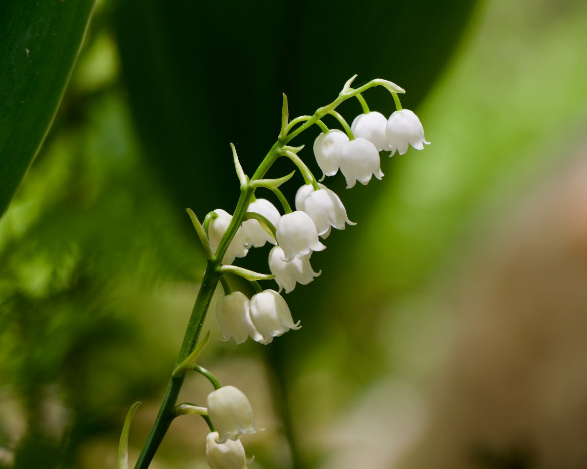 American Lily-of-the-Valley – VIRGINIA WILDFLOWERS
