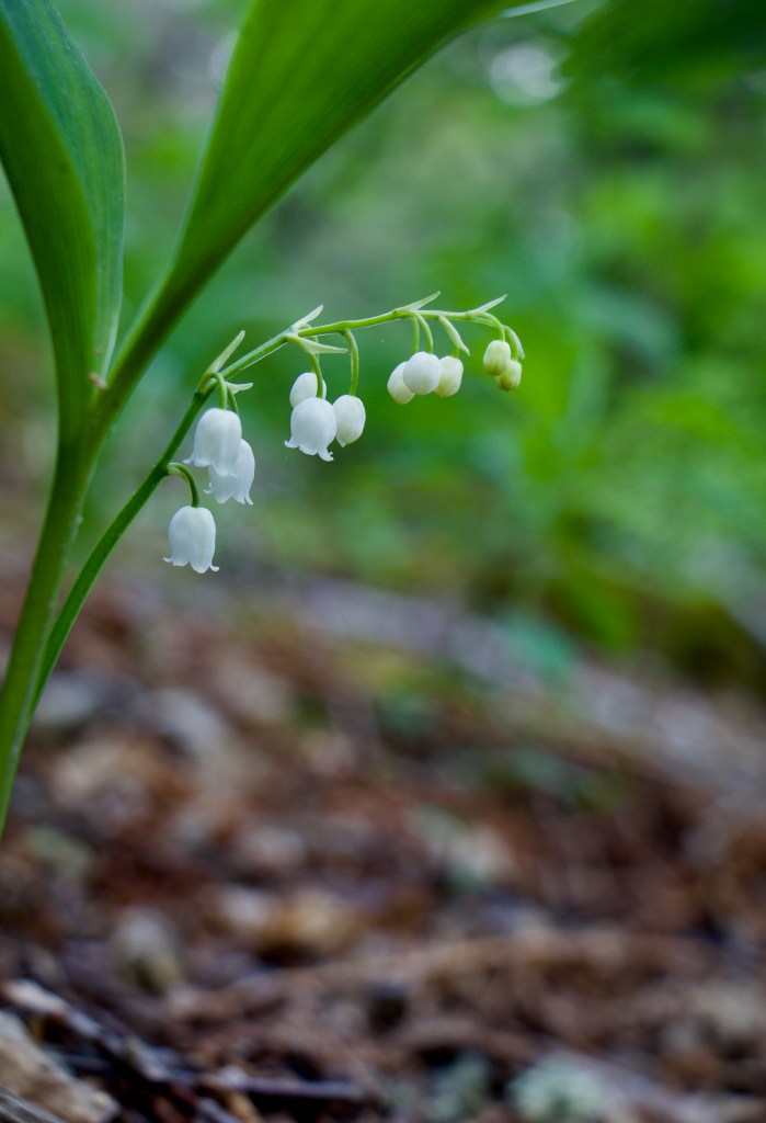 American Lily-of-the-Valley – VIRGINIA WILDFLOWERS