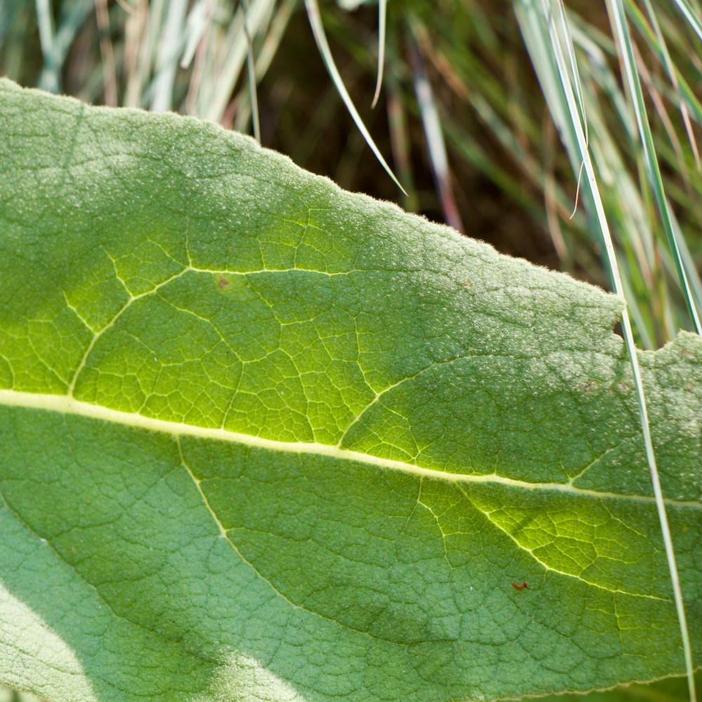 Common Mullein – VIRGINIA WILDFLOWERS