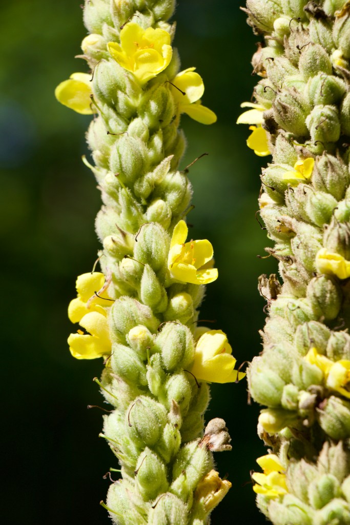 Common Mullein – VIRGINIA WILDFLOWERS