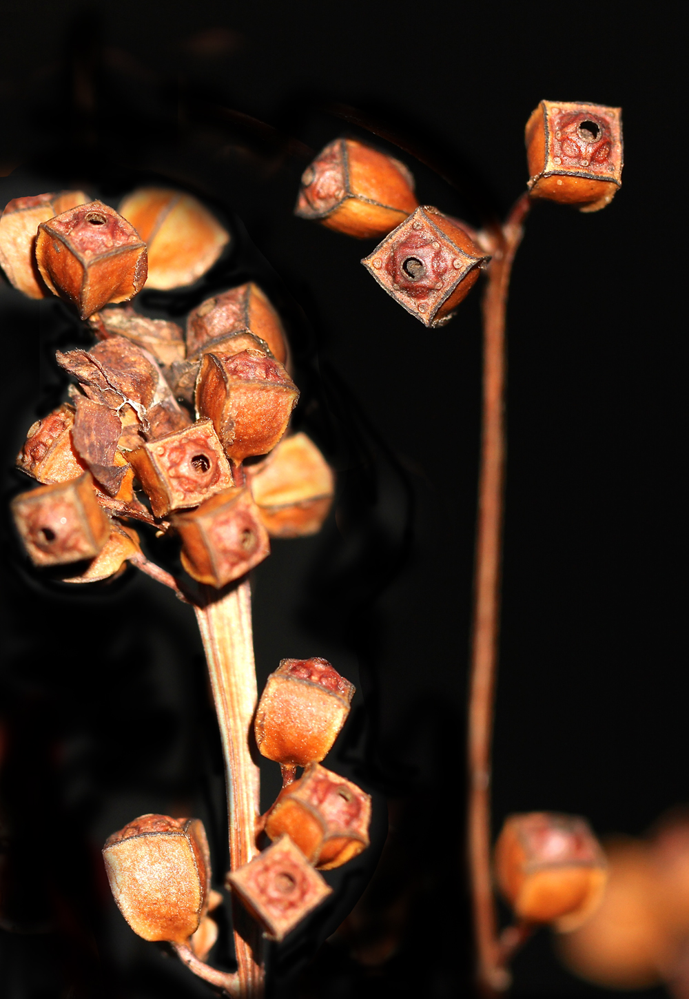 Seedbox – VIRGINIA WILDFLOWERS