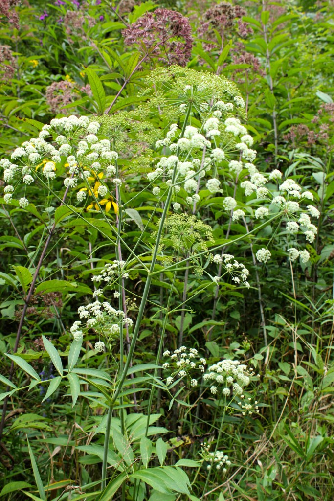 Cowbane – VIRGINIA WILDFLOWERS