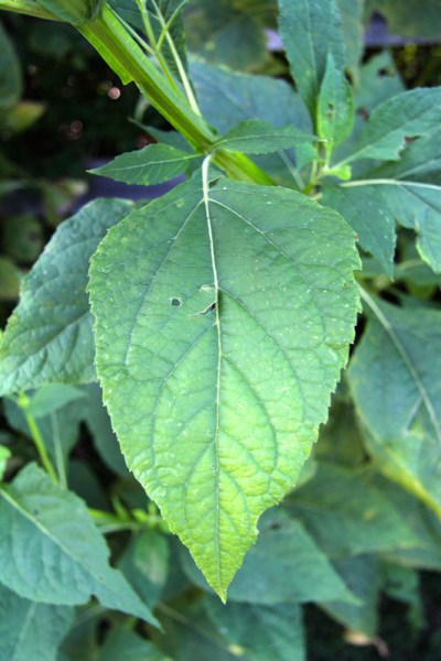 Yellow Crownbeard – VIRGINIA WILDFLOWERS