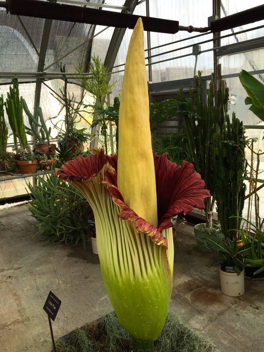 Rare Corpse Flower Is Blooming at Virginia Tech! – VIRGINIA WILDFLOWERS