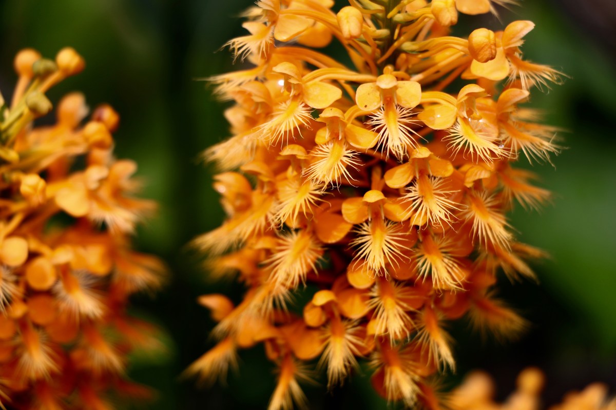 Yellow Fringed Orchid – VIRGINIA WILDFLOWERS