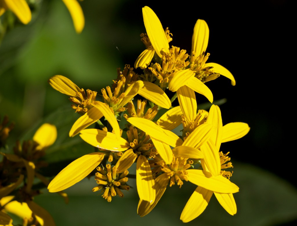 Yellow Crownbeard – VIRGINIA WILDFLOWERS
