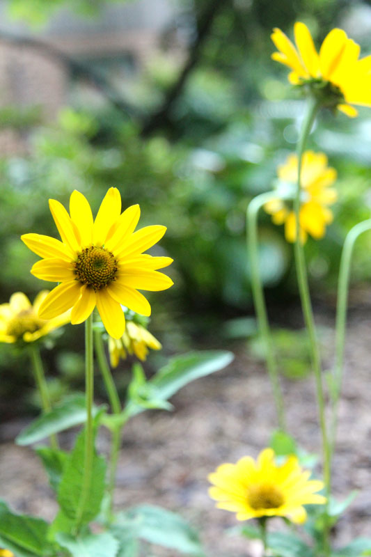 IMG_8981 – VIRGINIA WILDFLOWERS