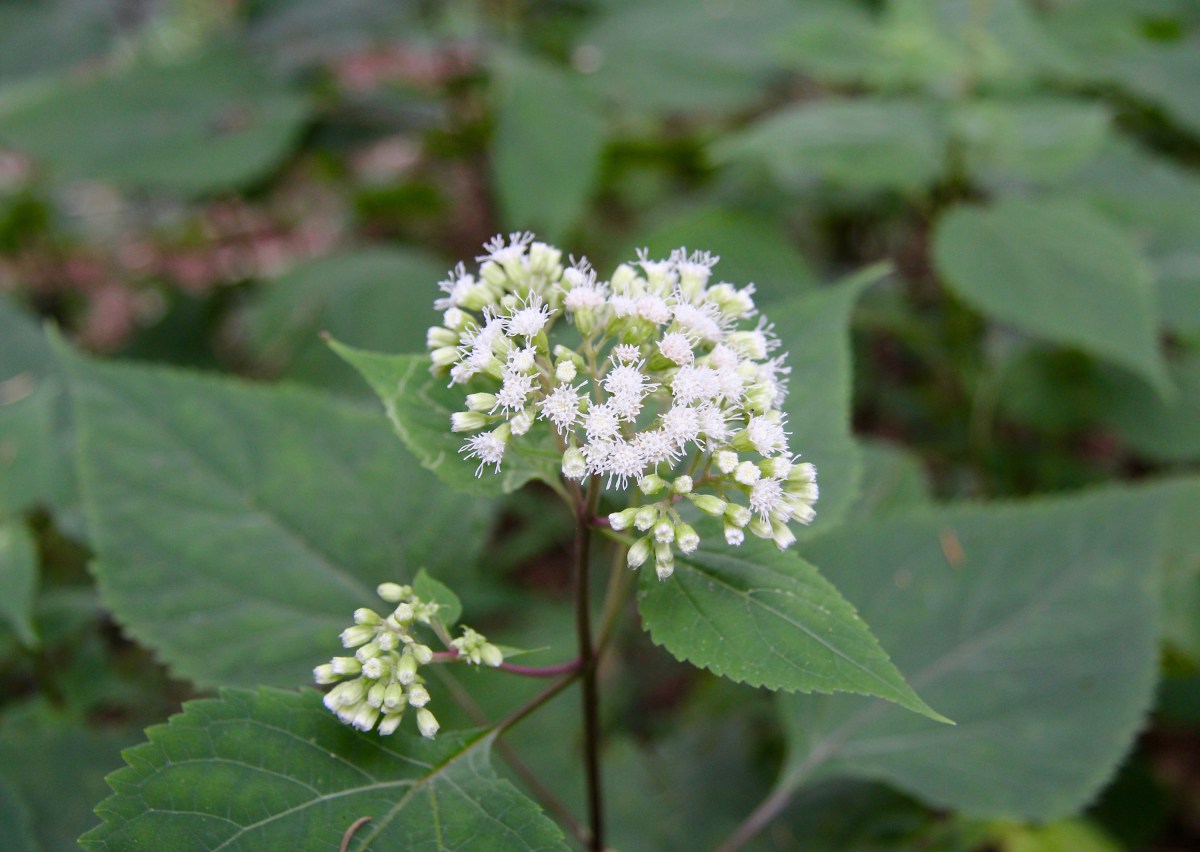 White Snakeroot – VIRGINIA WILDFLOWERS